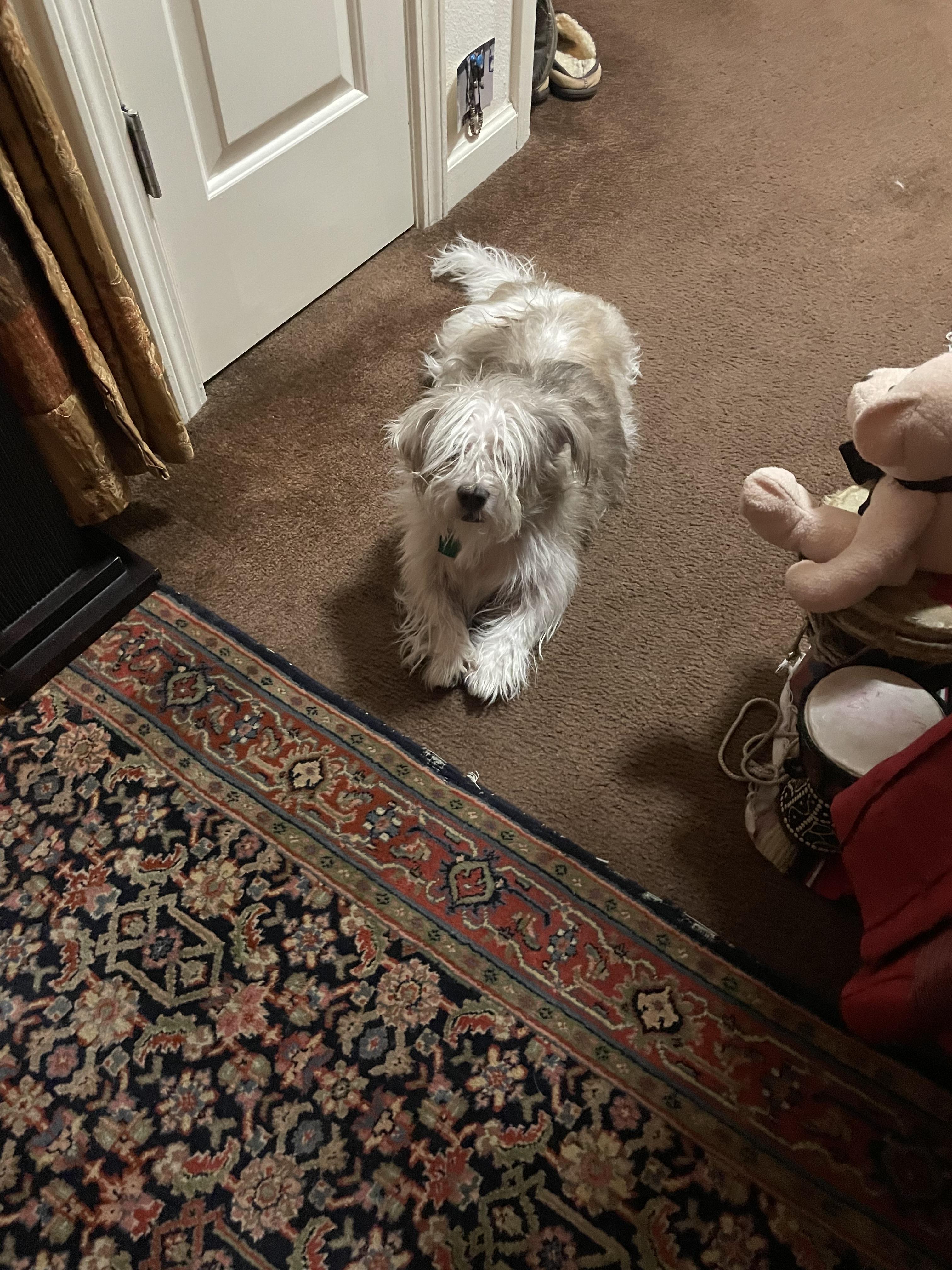 Skippy watches me dance to ABBA – HOME PAGE